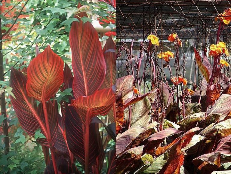 Plantas De Achiras – Natureza