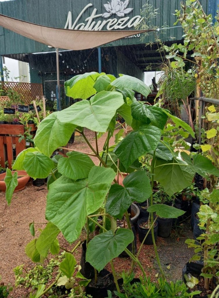 Árbol De Kiri – Natureza