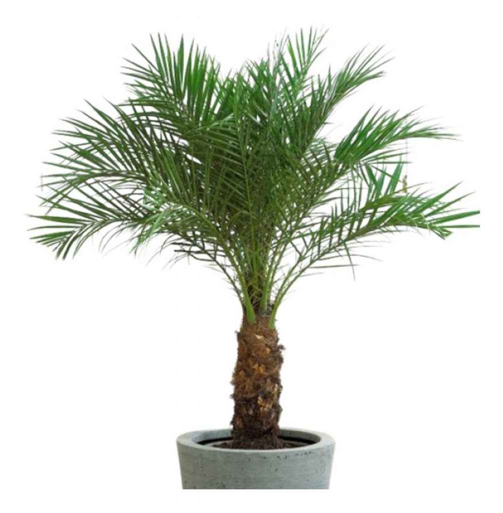 Palmera Fénix De Gran Tamaño Deco De Piscina, Pérgola, Deck – Natureza