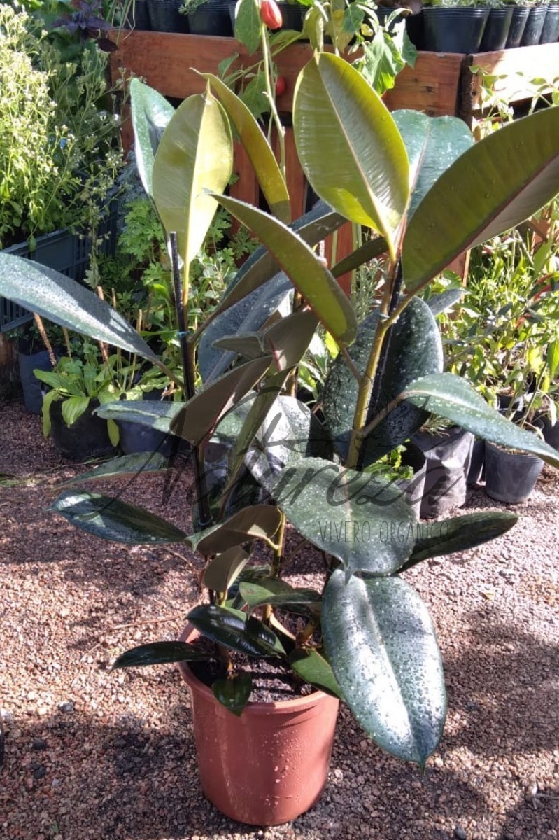 Ficus Elástica – Natureza