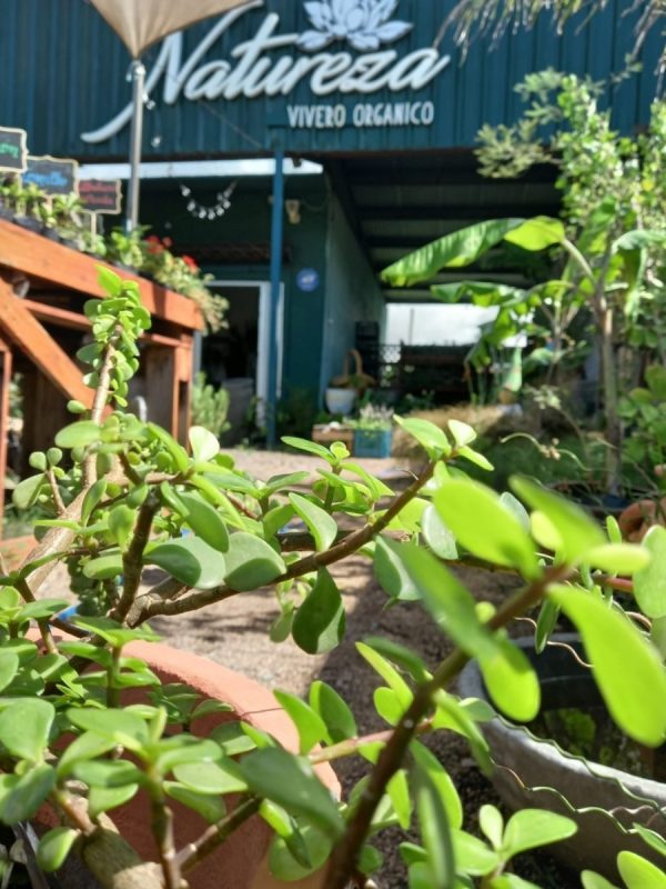 Planta De La Moneda Para La Abundancia Y Buena Suerte – Natureza