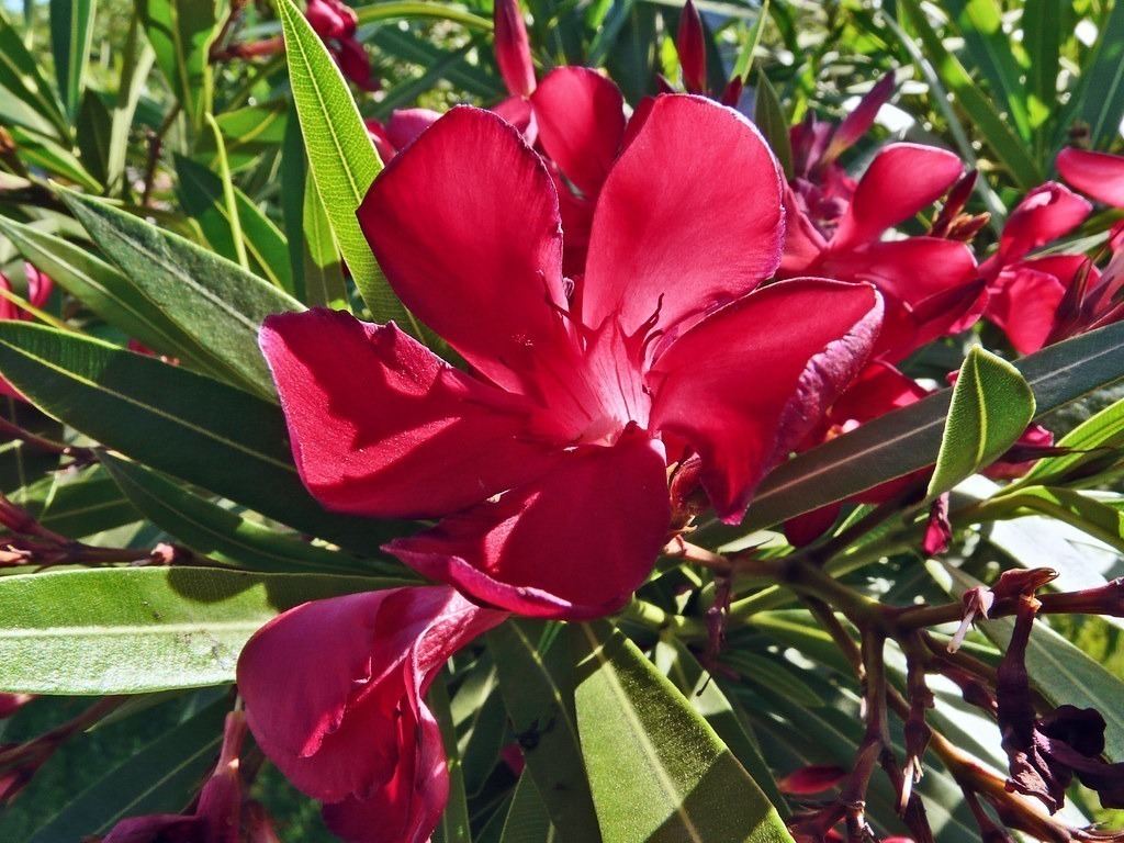 Laurel De Jardín Grande Rojo – Natureza