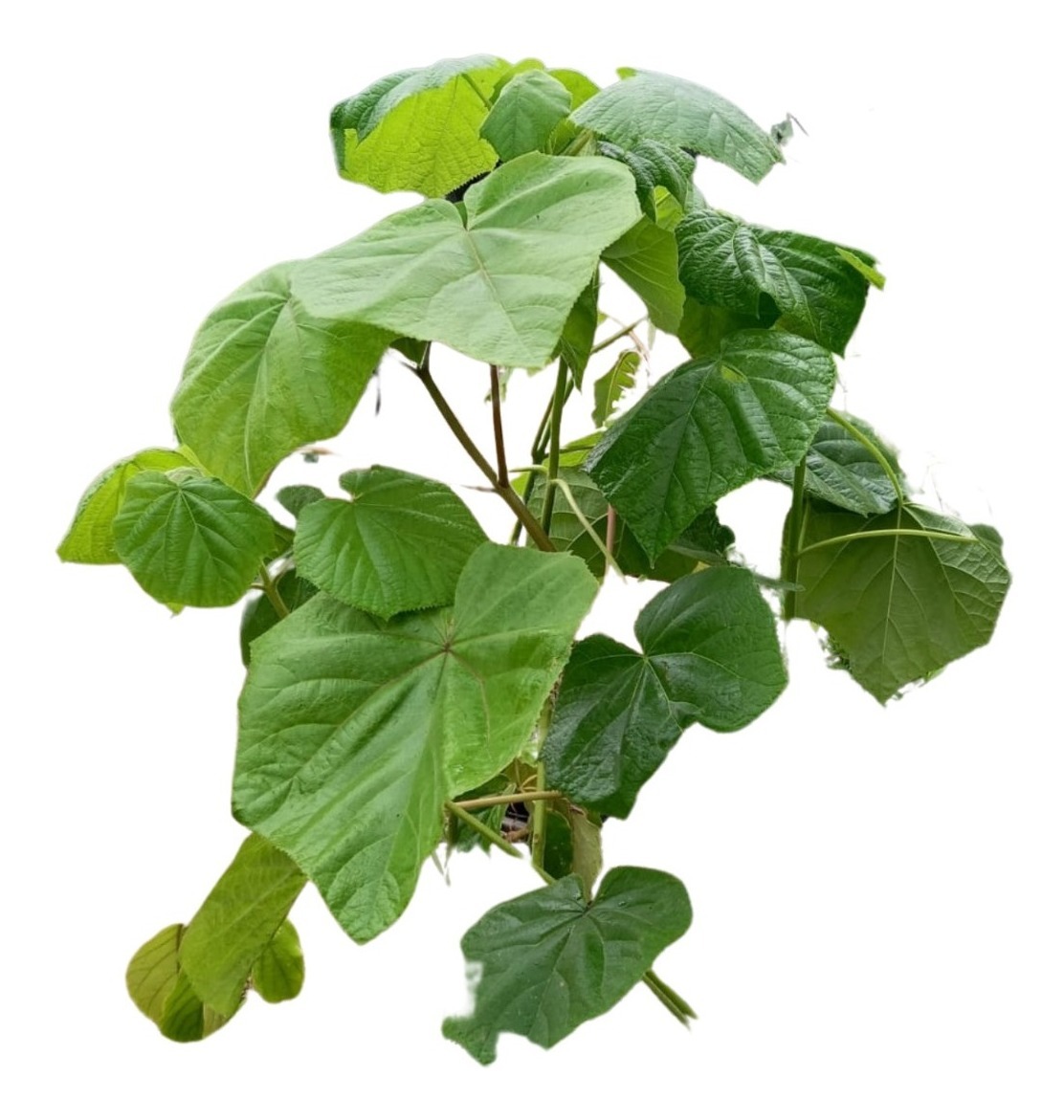 Árbol De Kiri – Natureza