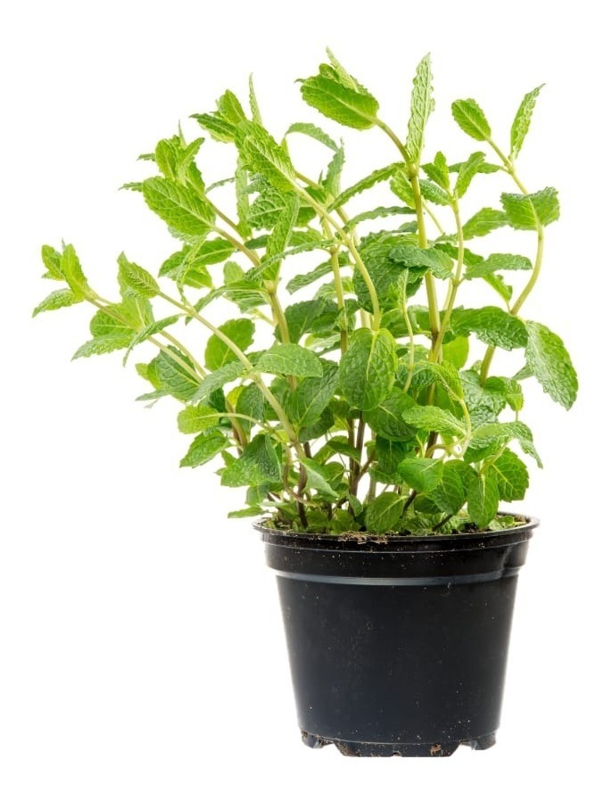 Menta Piperita Negra Y Otras – Natureza