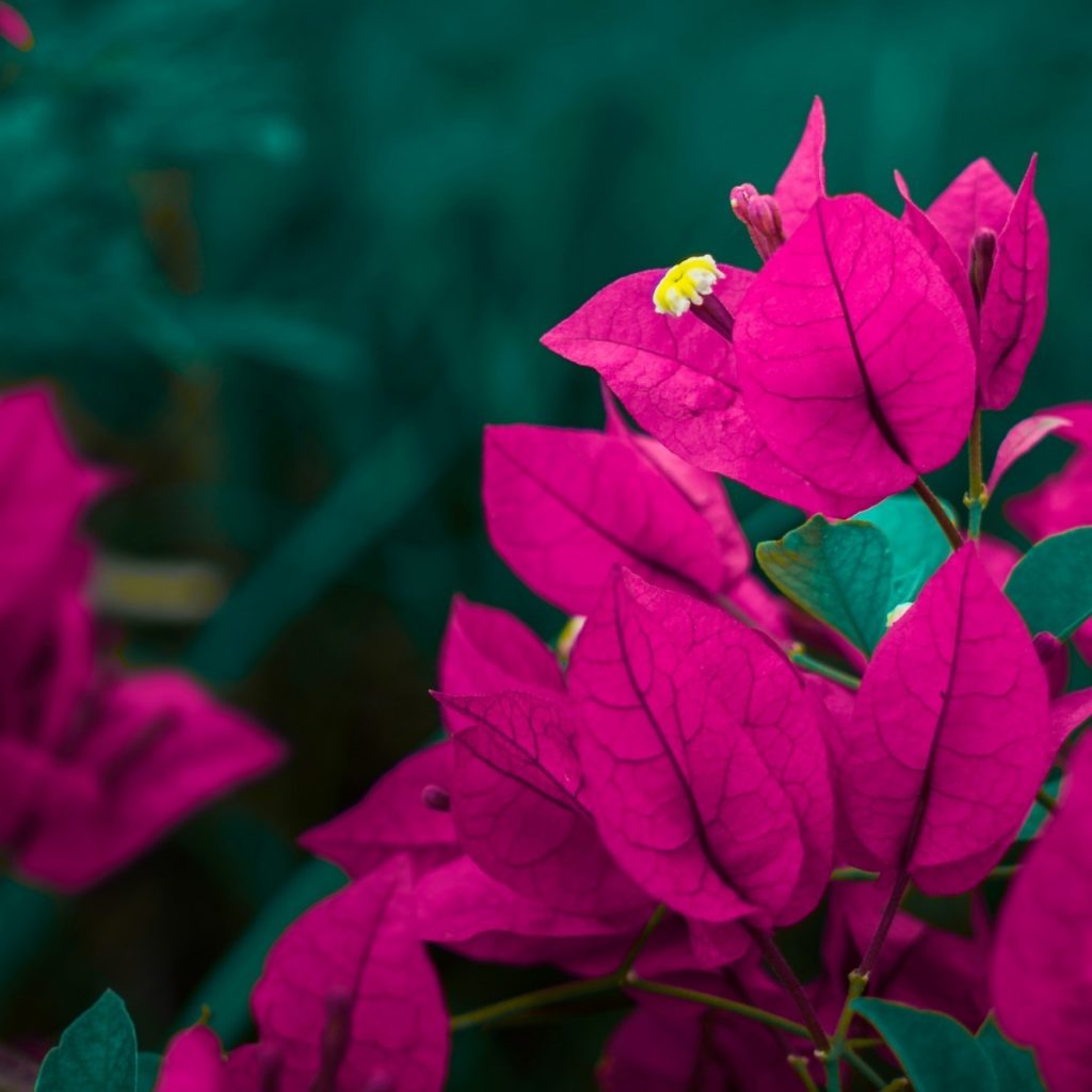 Planta De Plumerillo Rojo, Zucara, Arbusto Floral – Natureza