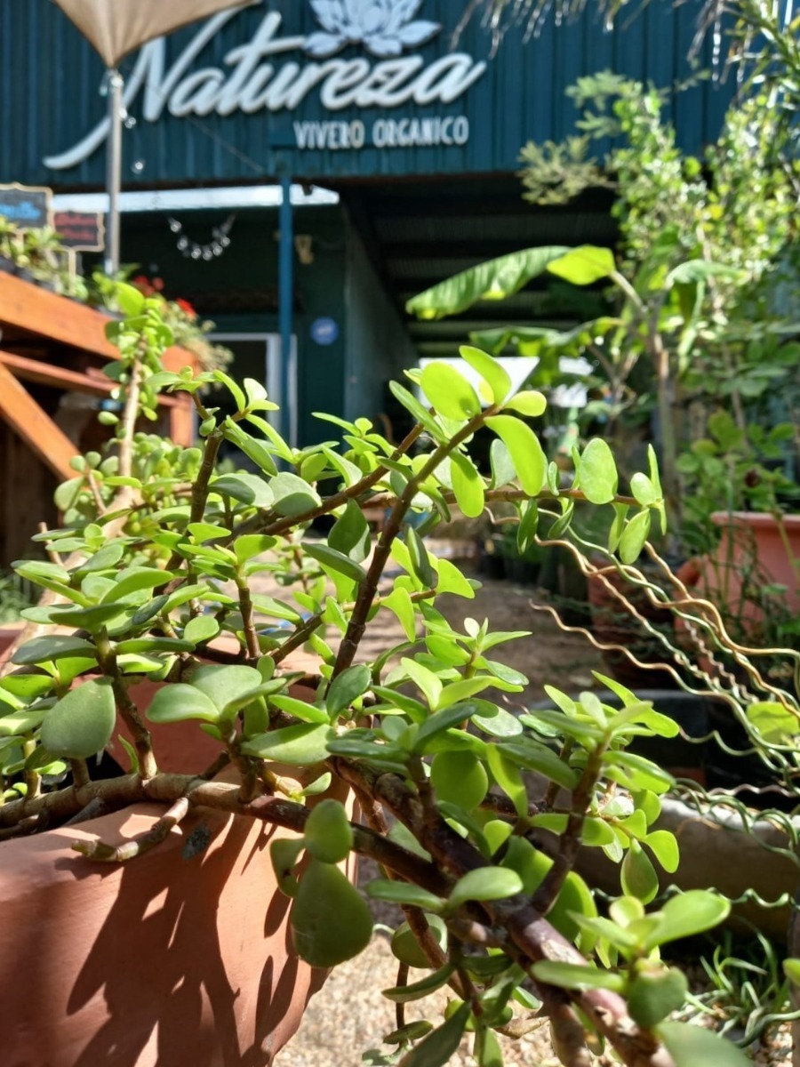 Planta De La Moneda Para La Abundancia Y Buena Suerte – Natureza