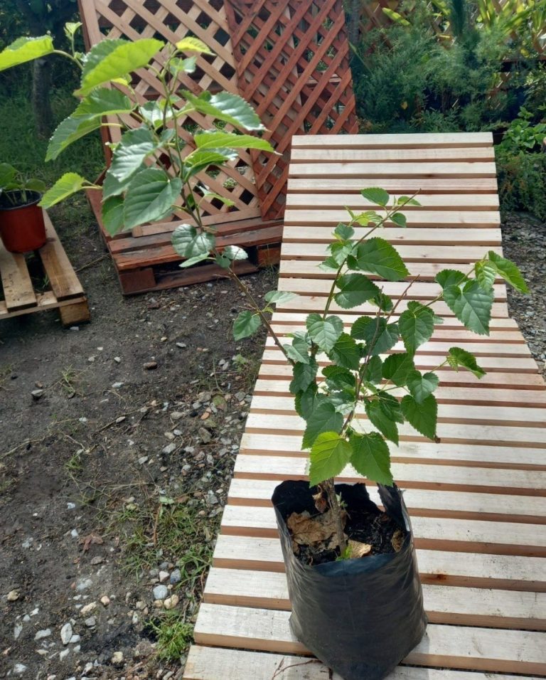 Árbol De Mora – Natureza