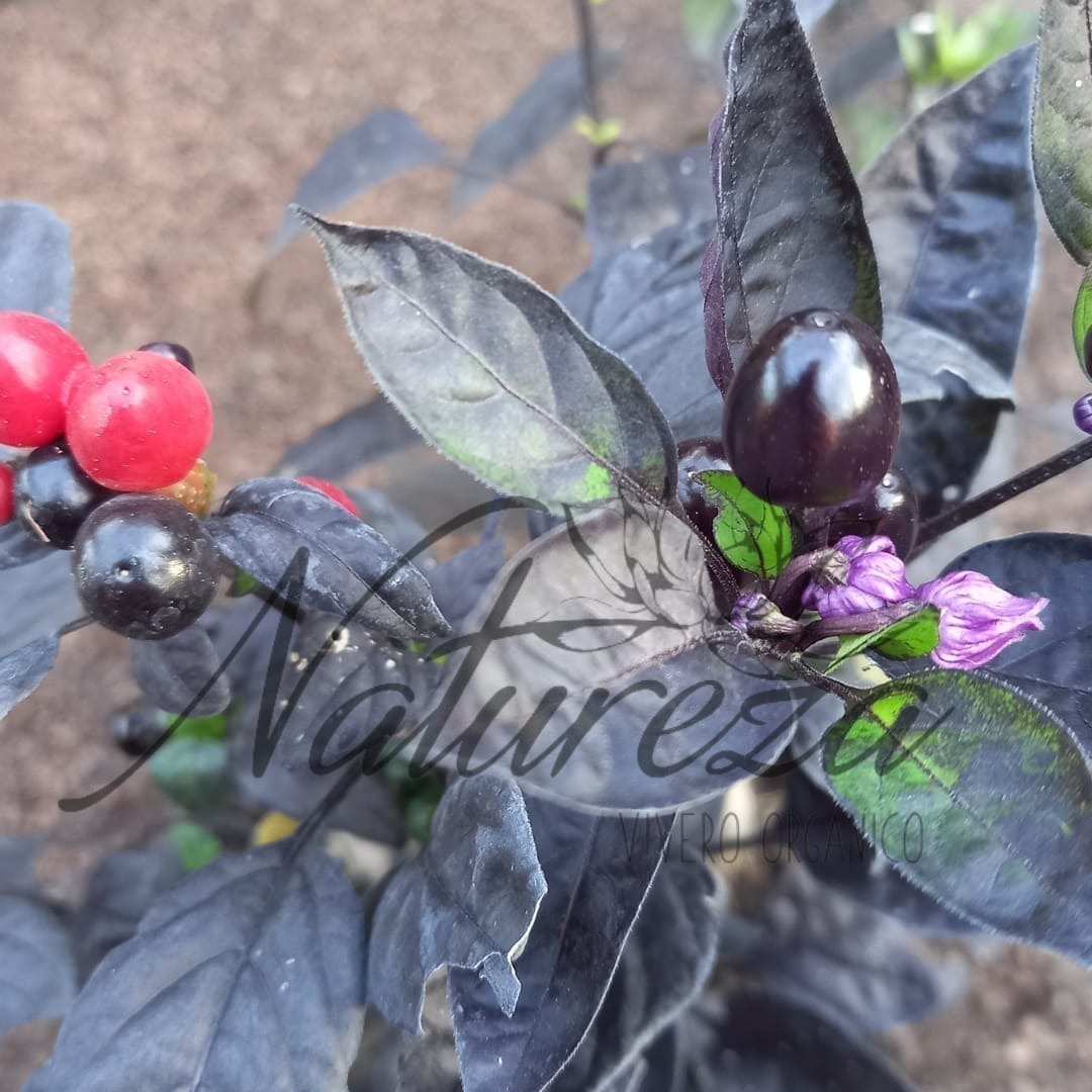 Chile Perla Negra, Potente Muy Picante – Natureza