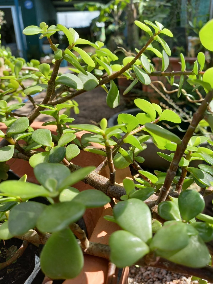 Planta De La Moneda: Características Y Cuidados – RCAD