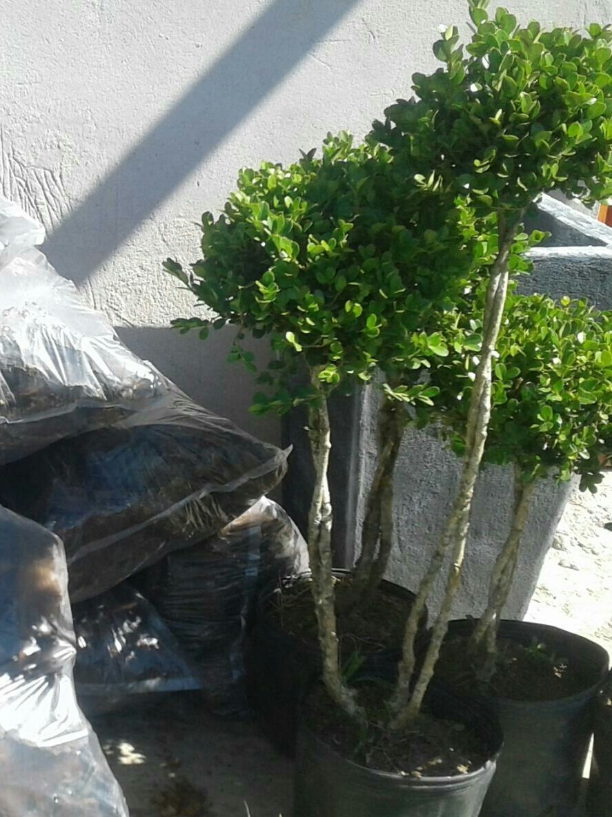 Boj Para Decoración Topeados Varias Esferas. – Natureza